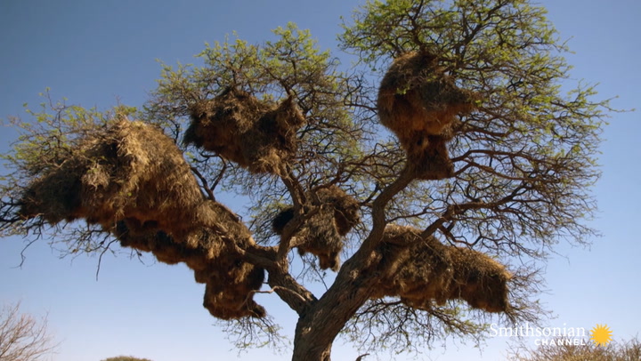 A Hungry Snake Finds a Whole Colony of Sociable Weavers Smithsonian ...