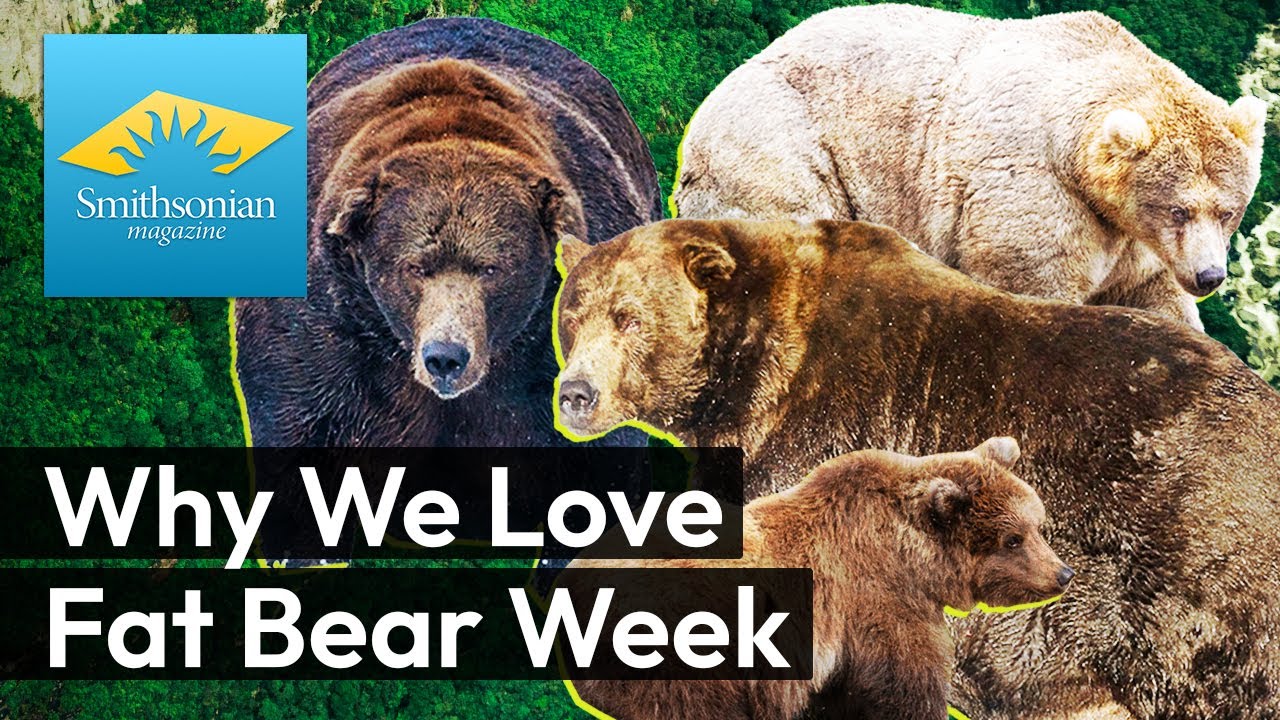 The Wildest Reality Show in Alaska Is Fat Bear Week Smithsonian Magazine