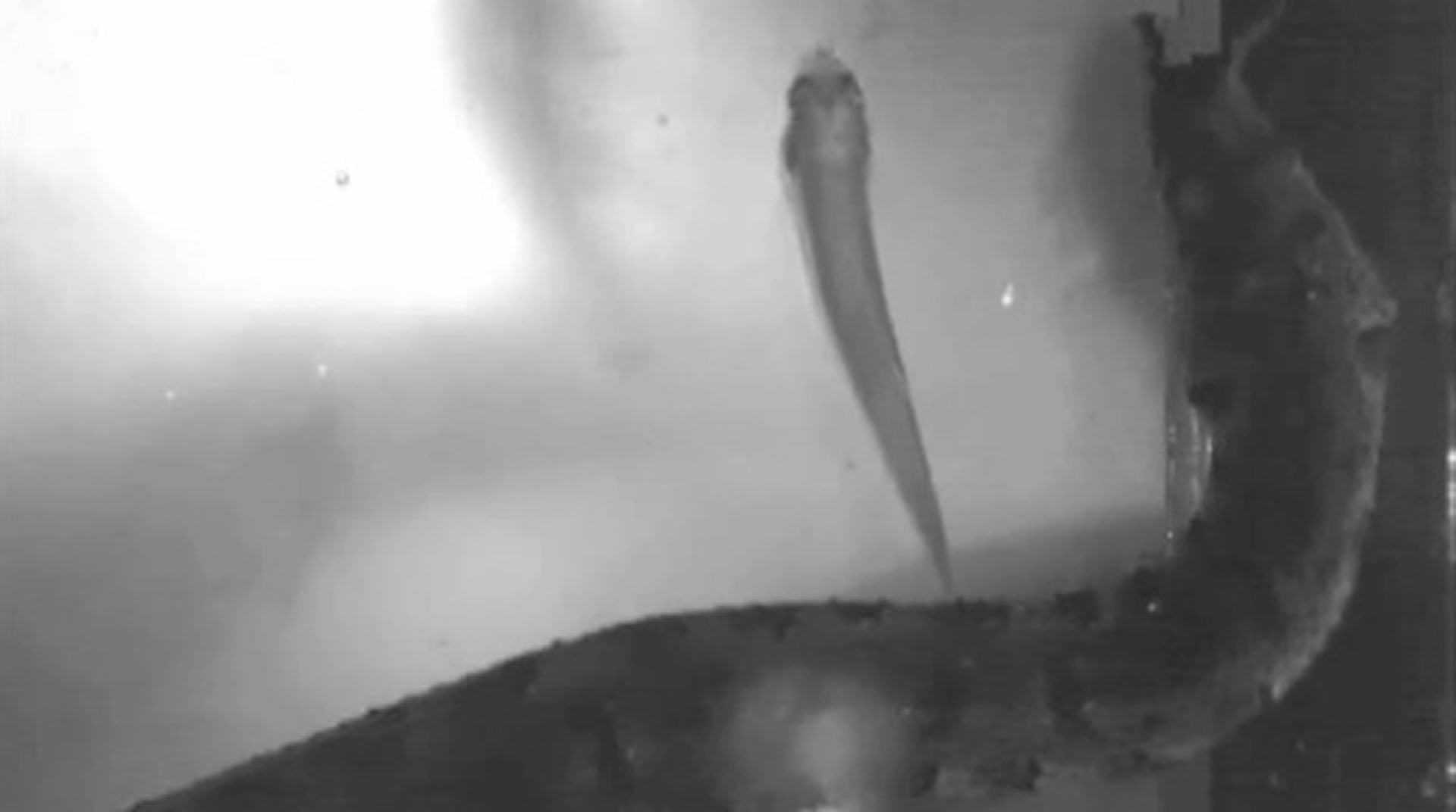 When Tentacled Snakes Attack Smithsonian Magazine