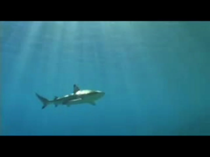 Sharks: Stewards of the Reef Smithsonian Magazine