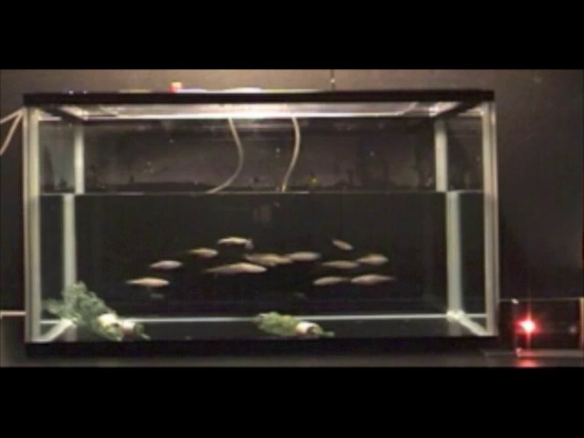 Understanding What Makes Fish Flee Smithsonian Magazine