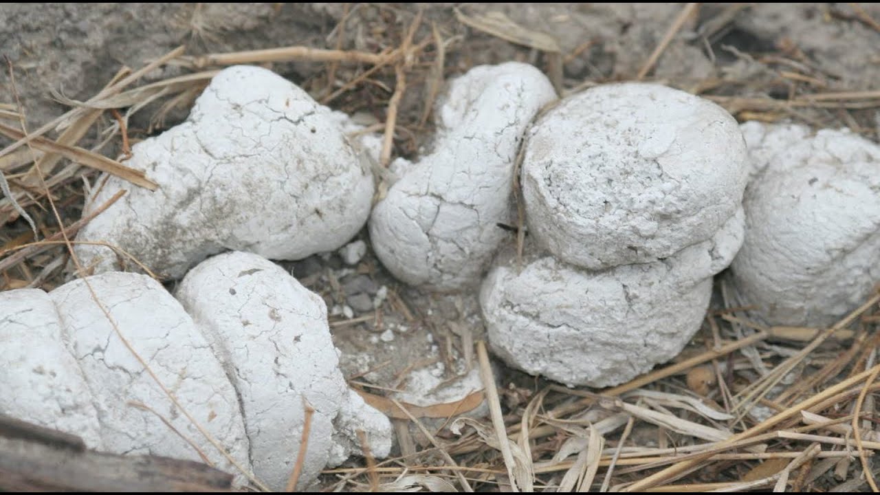 Weird Science: Hyena Poop Smithsonian Magazine