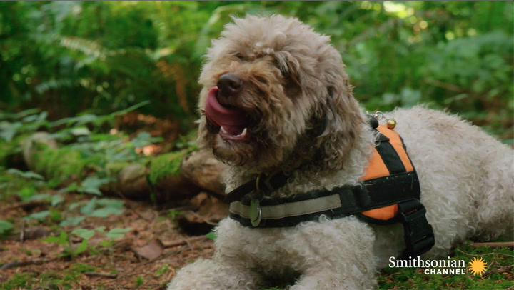 This Truffle Dog Is Facing a Really Challenging Truffle Hunt ...