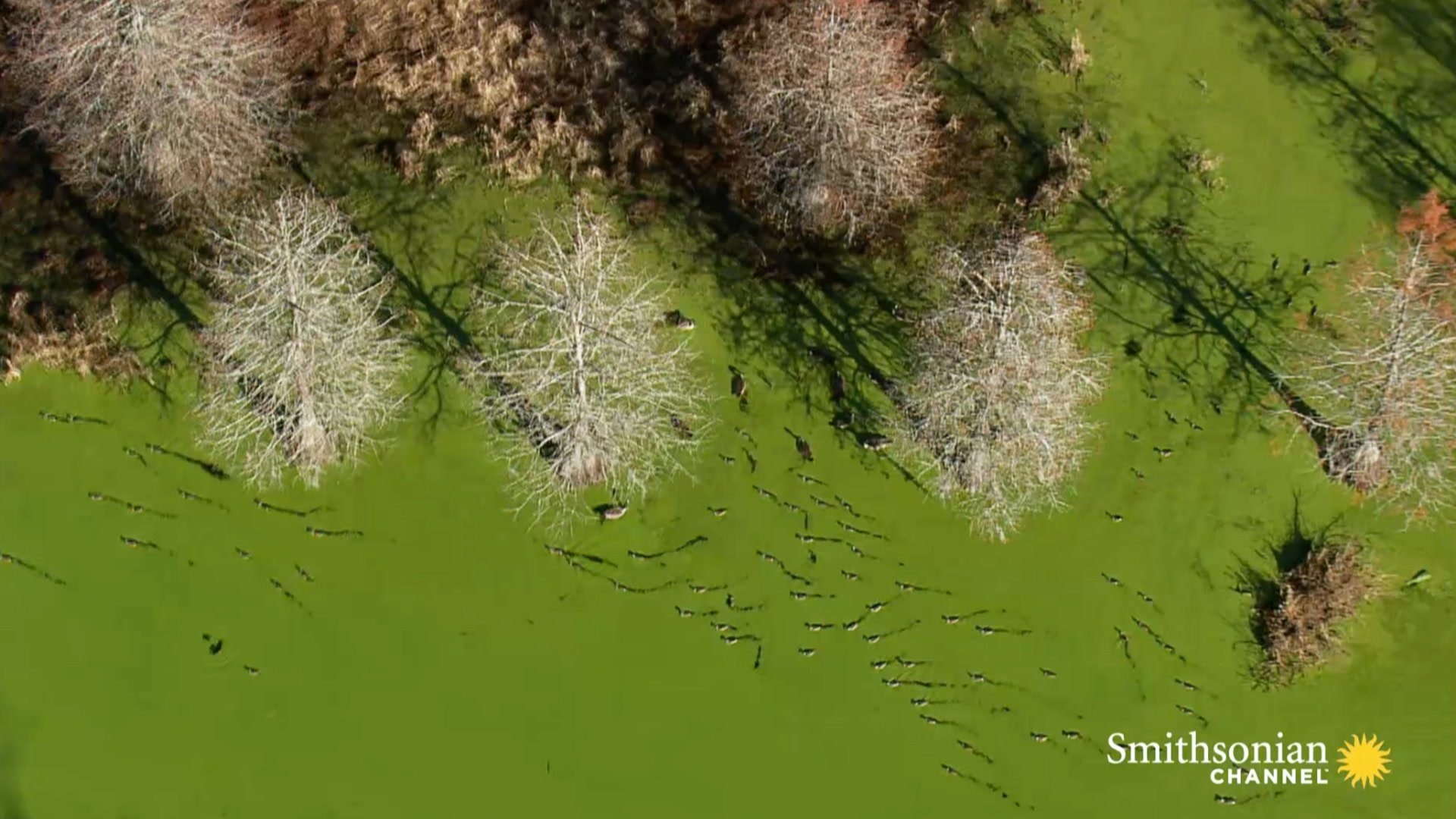 Secret Refuge of the Swamp Fox Smithsonian Magazine