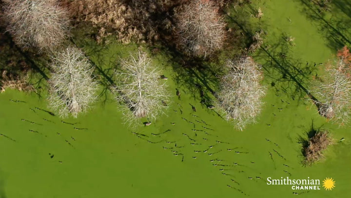 Secret Refuge of the Swamp Fox Smithsonian Magazine