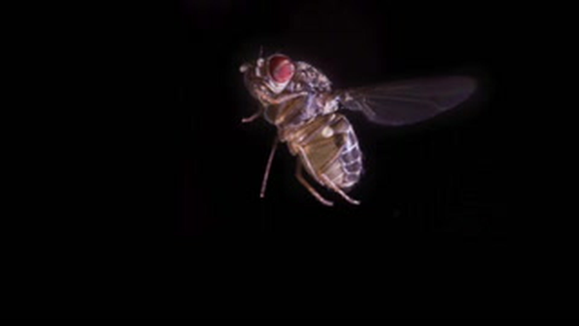 A Fruit Fly's Evasive Maneuvers Smithsonian Magazine