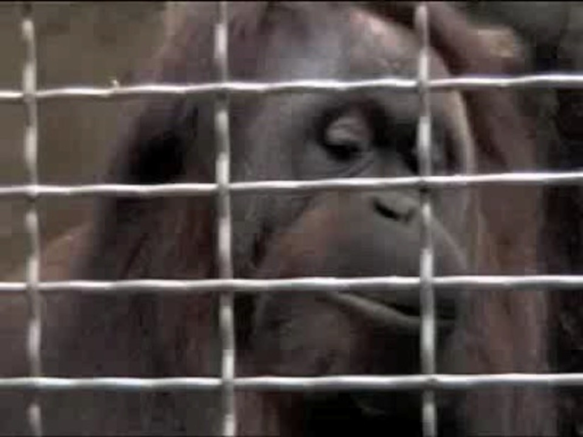 The Whistling Orangutan Smithsonian Magazine