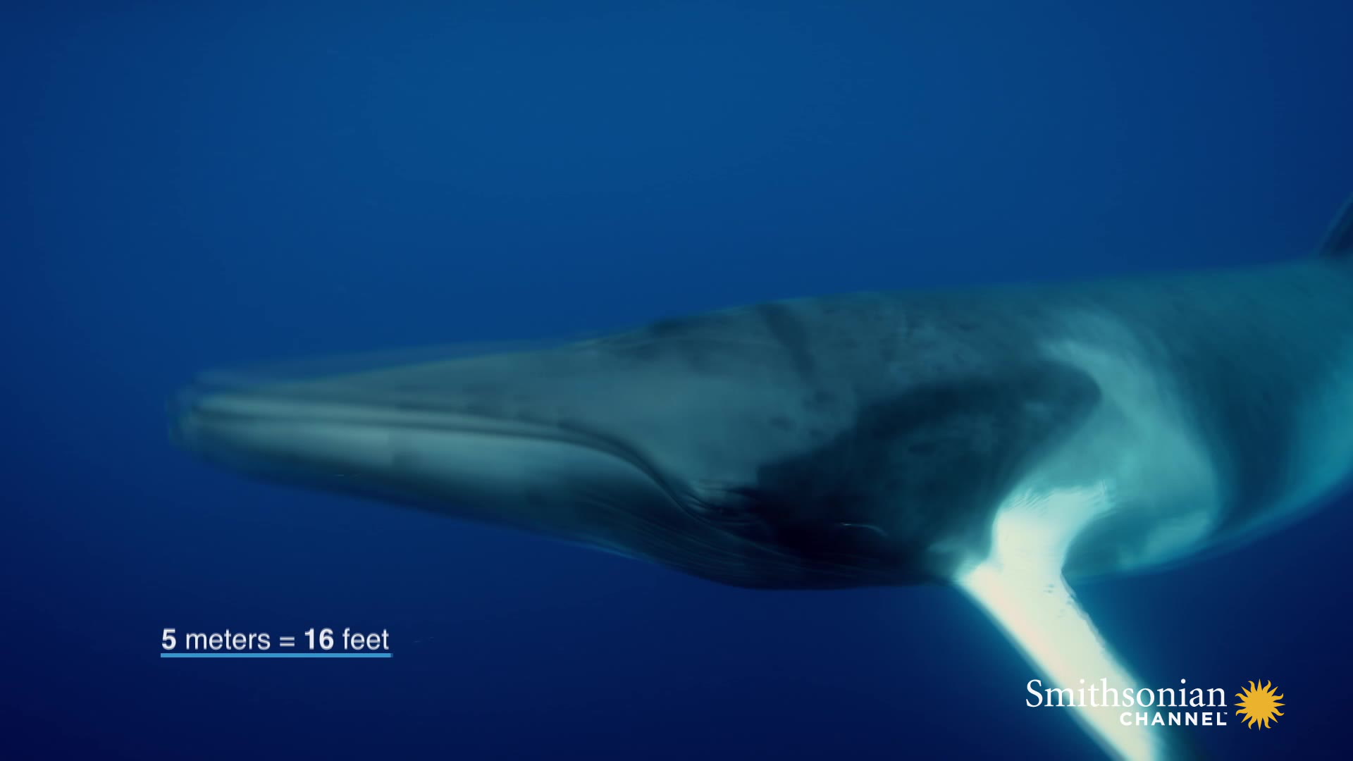This Videographer Strikes Gold with a Dwarf Minke Whale Smithsonian ...