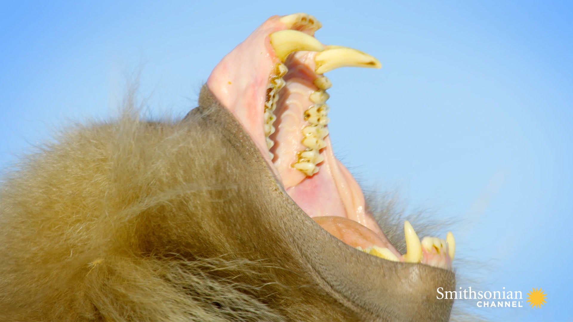 Why These Vegetarian Monkeys Have Sharp Predator Teeth Smithsonian Magazine