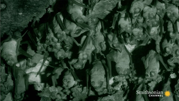 Here's What Bat Echolocation Sounds Like, Slowed Down Smithsonian Magazine