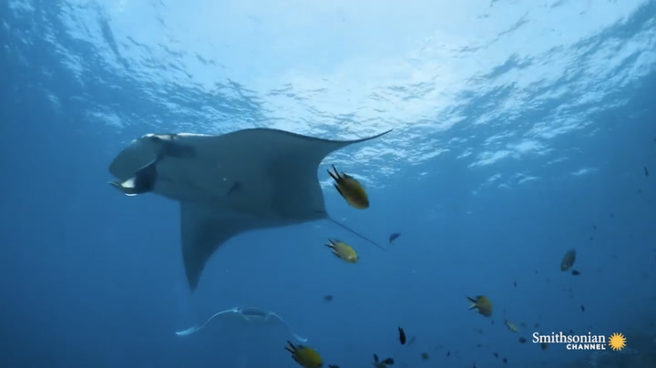 Meet the Majestic Giant Manta Ray Smithsonian Magazine