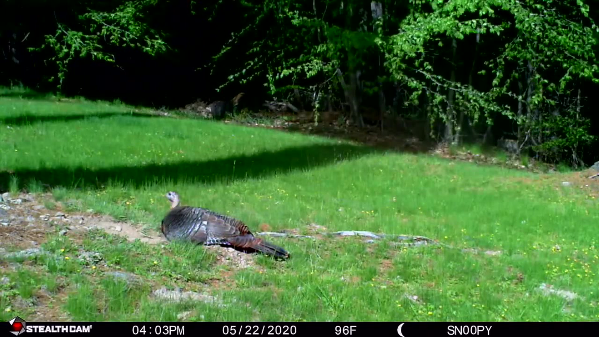 A Wild Turkey Dust Bathing in New York Smithsonian Magazine