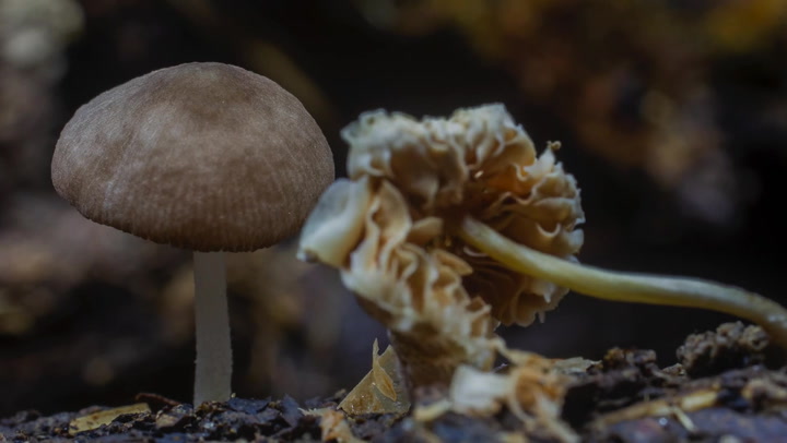 Watch an Amazing Time-Lapse of Growing Mushrooms Smithsonian Magazine