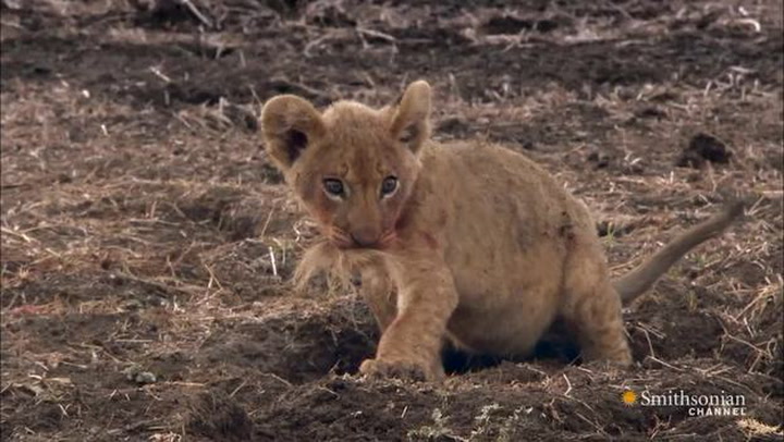 Two Lion Cubs Get a Lesson in Sharing Smithsonian Magazine