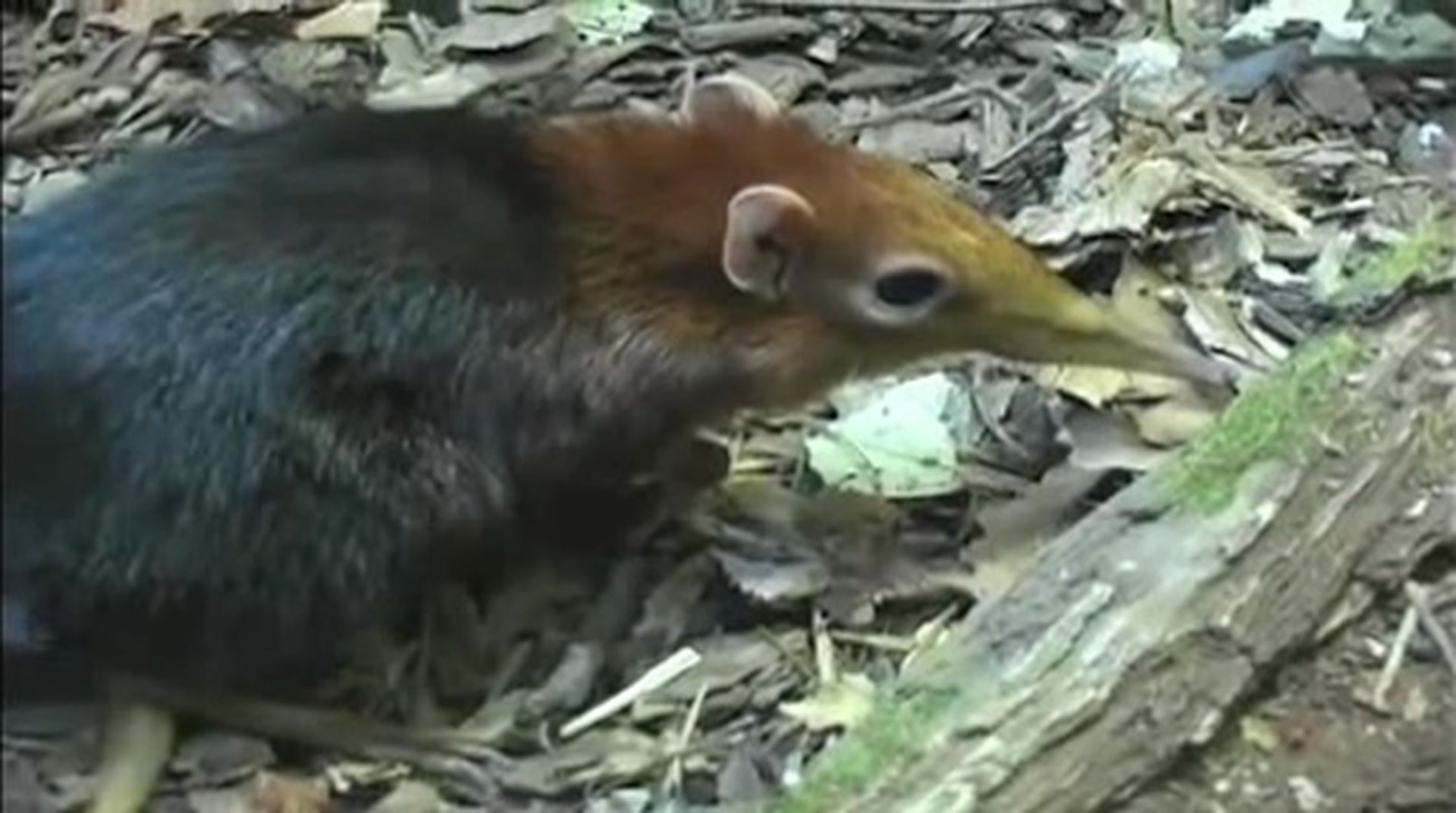 Newborn Elephant Shrew Caught on Film Smithsonian Magazine