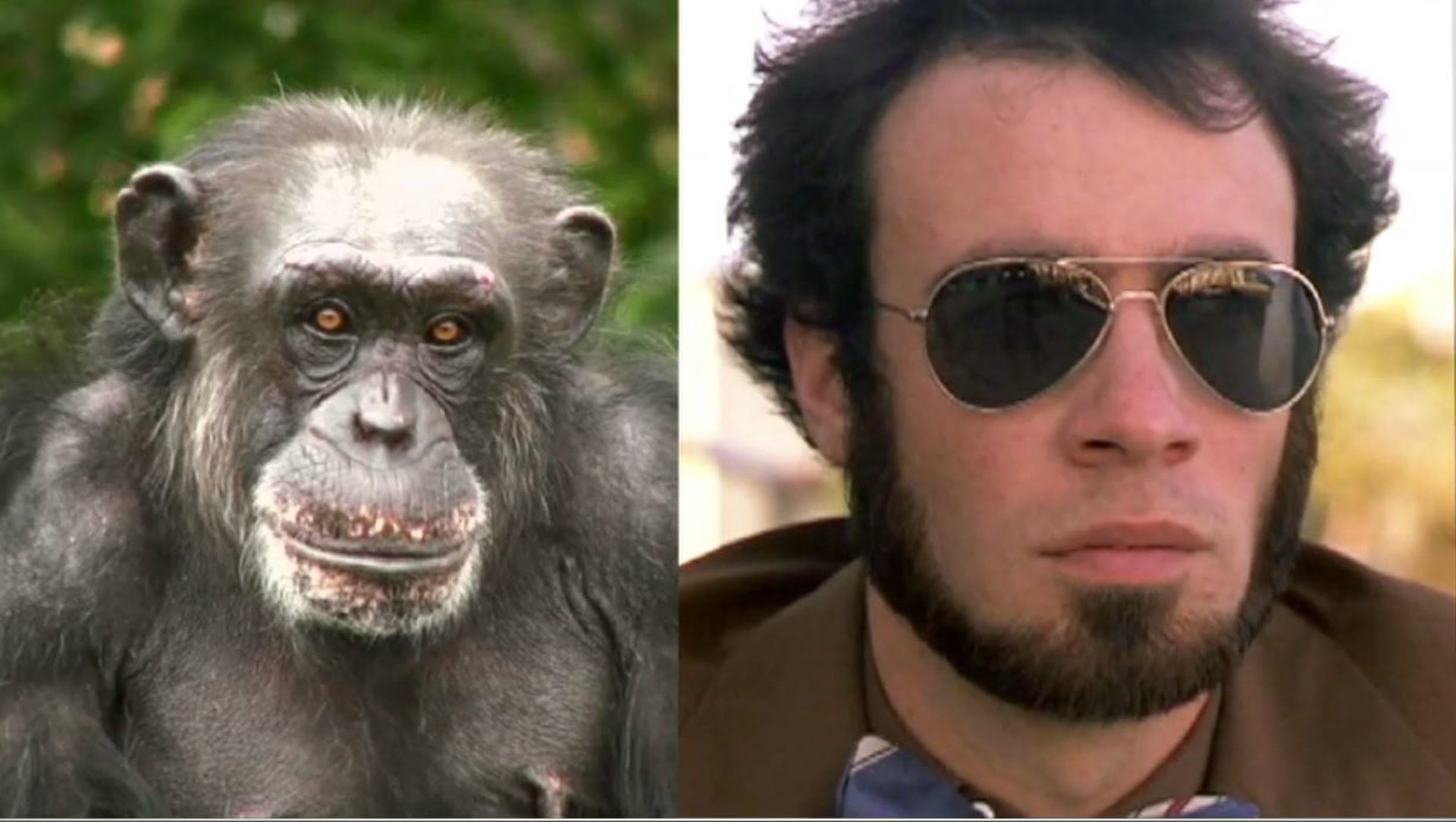 Ask Smithsonian: Can Chimps Be Genetically Engineered to Be Like Humans ...