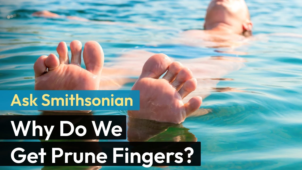 Ask Smithsonian: Why Do We Get Prune Fingers? Smithsonian Magazine