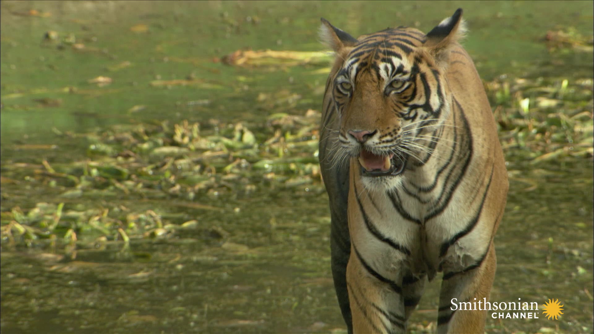 Tigers Use Urine to Figure Out If They Have Chemistry Smithsonian Magazine