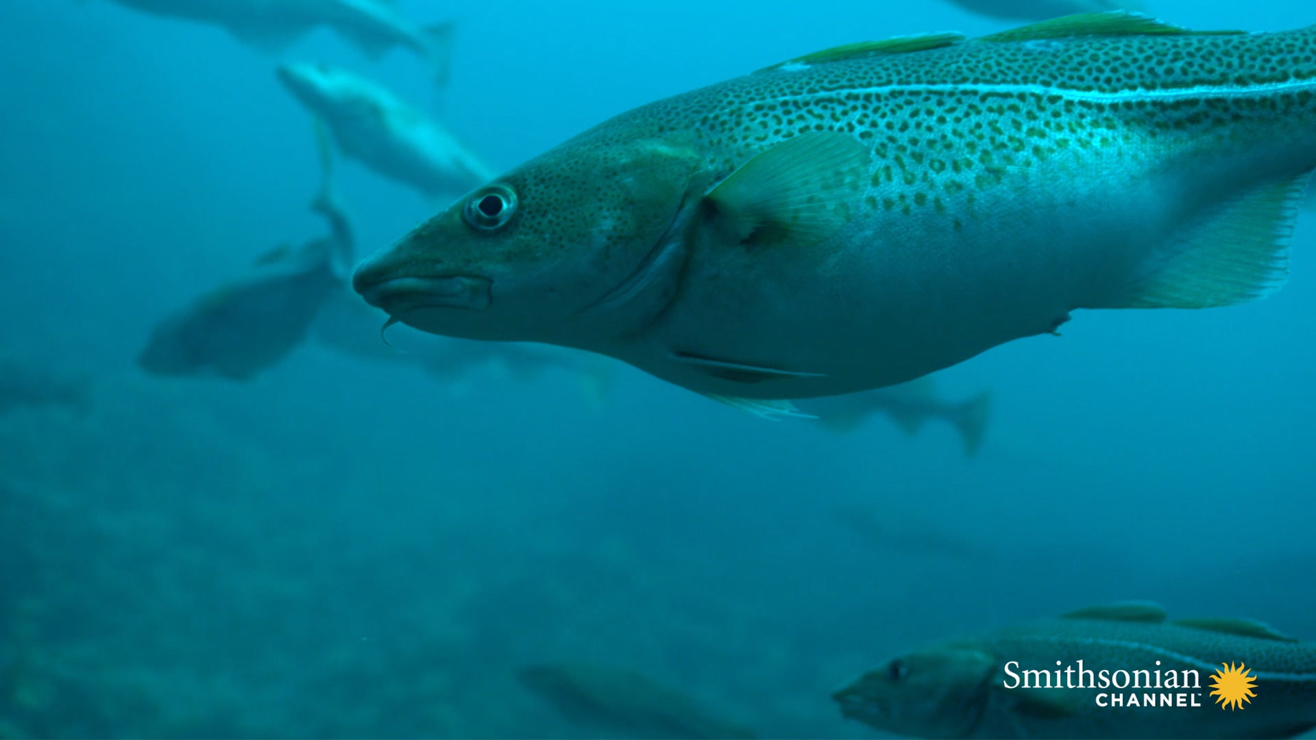 The Ocean Is Running Out of Fish. Here's the Alarming Math Smithsonian ...