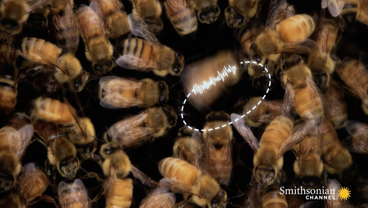 What's the Waggle Dance? And Why Do Honeybees Do It? Smithsonian Magazine