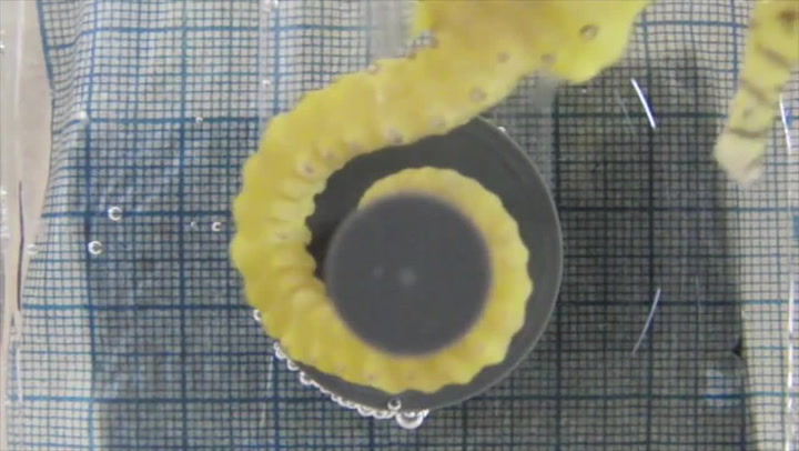 Why Seahorses Have Square Tails Smithsonian Magazine