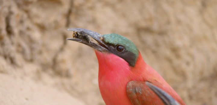 A Hungry Bird Brutally Separates a Bee From Its Stinger Smithsonian ...