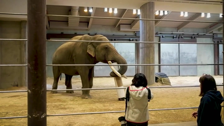 How Smithsonian Researchers Are Studying Elephant Behavior Smithsonian ...