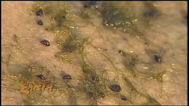 Aquatic Invaders Smithsonian Magazine