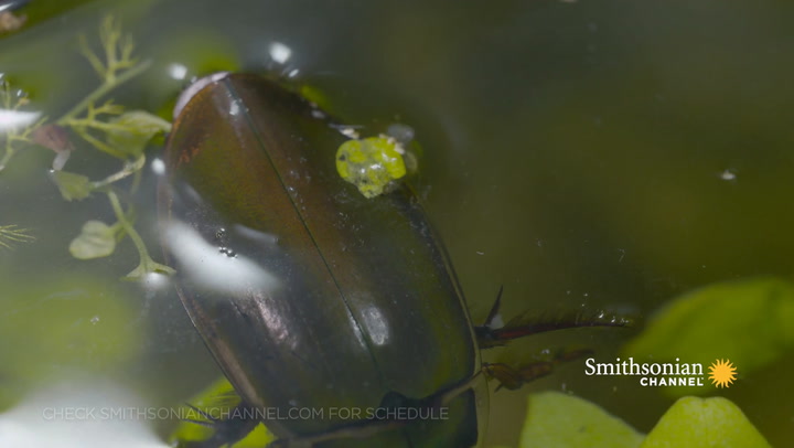 The Great Diving Beetle Is an Impressive Underwater Hunter Smithsonian ...