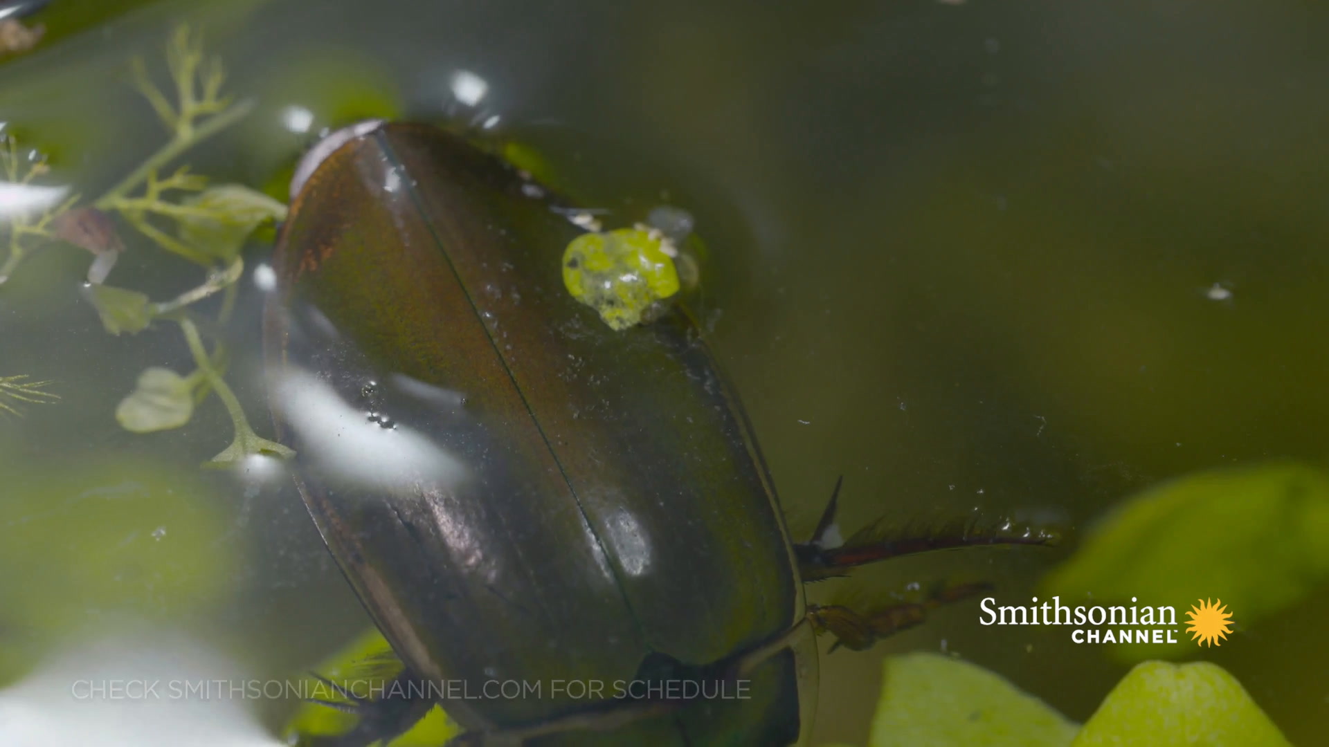 The Great Diving Beetle Is an Impressive Underwater Hunter Smithsonian ...