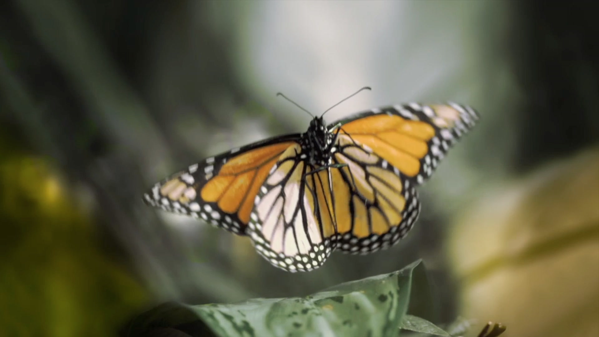 Flight of the Butterflies Smithsonian Magazine