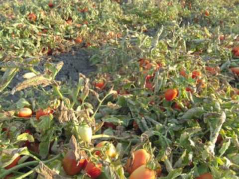 A Tomato Trail Smithsonian Magazine