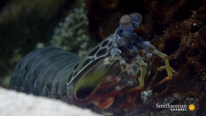Watch This Male Mantis Shrimp Dance to Attract a Mate Smithsonian Magazine