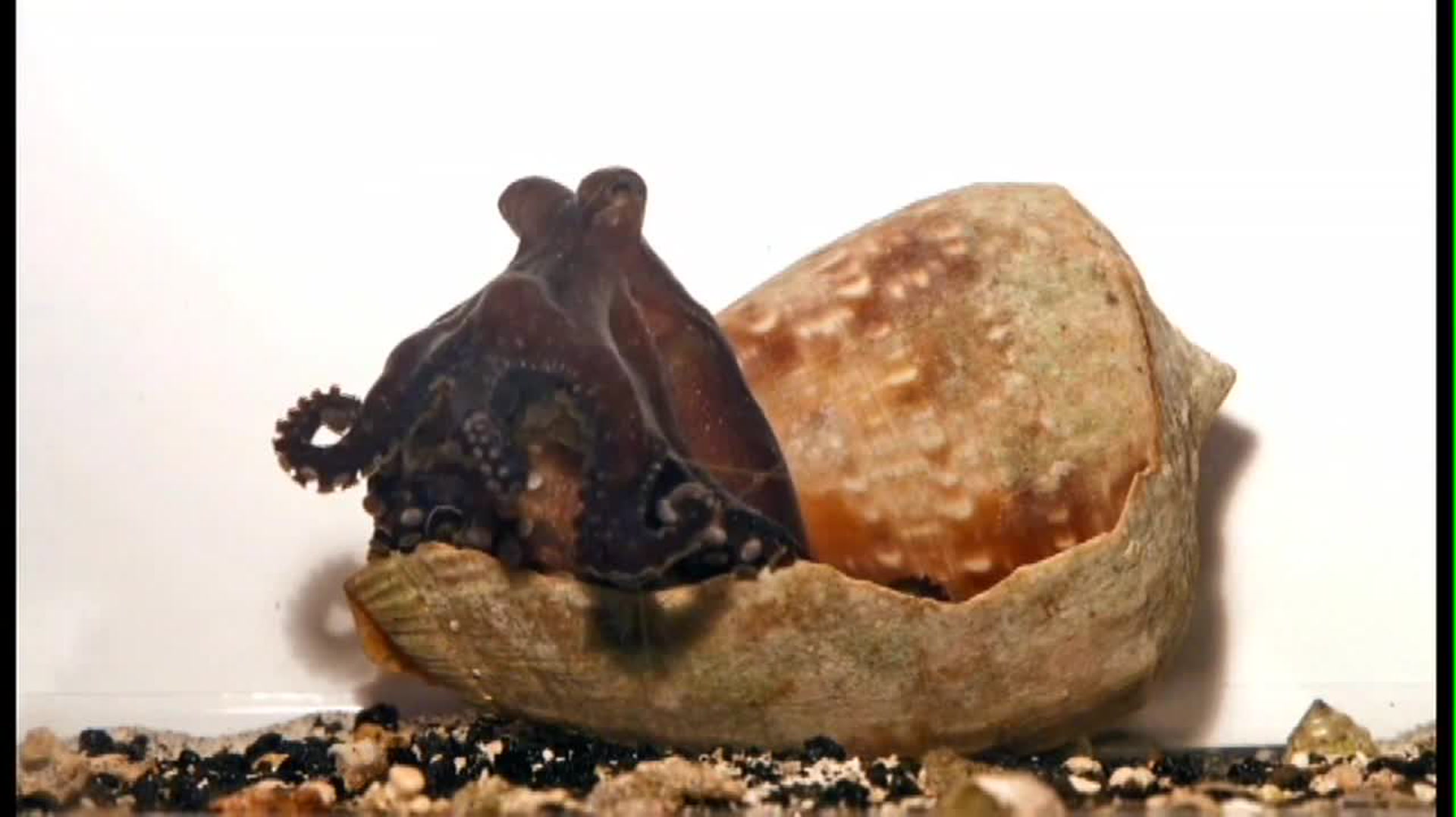 Mysterious Octopus Pranks Its Prey Smithsonian Magazine