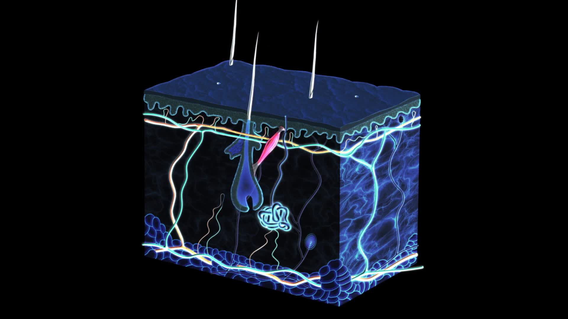 Ask Smithsonian: Why Do We Get Goosebumps? Smithsonian Magazine