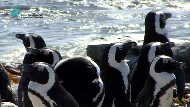 Efforts to Save the African Penguin Smithsonian Magazine