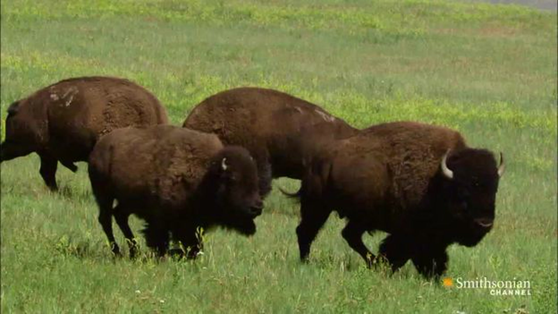 Battle of the Bison Smithsonian Magazine