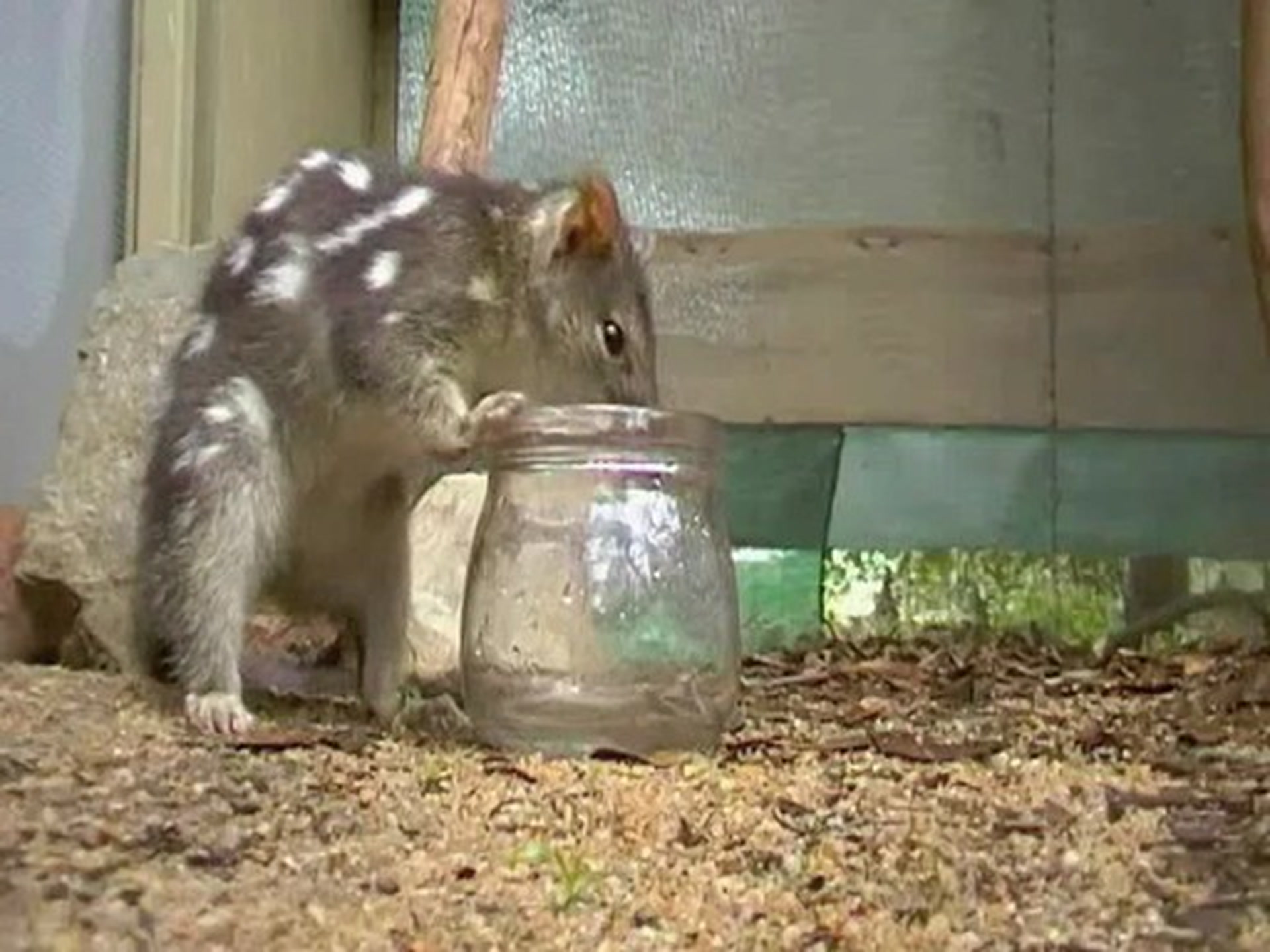 Keeping the Northern Quoll Alive Smithsonian Magazine