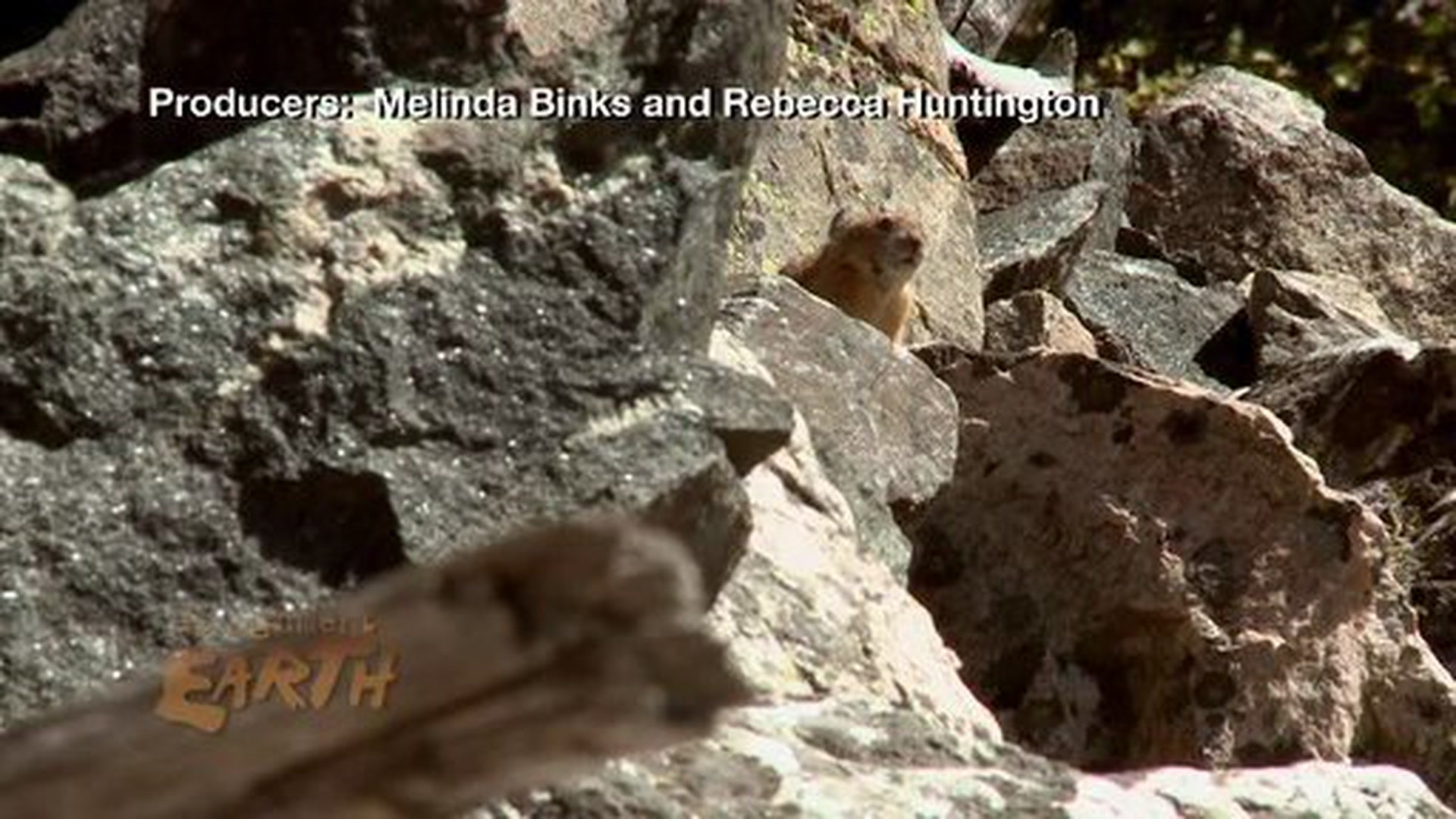 Pikas and Climate Change Smithsonian Magazine