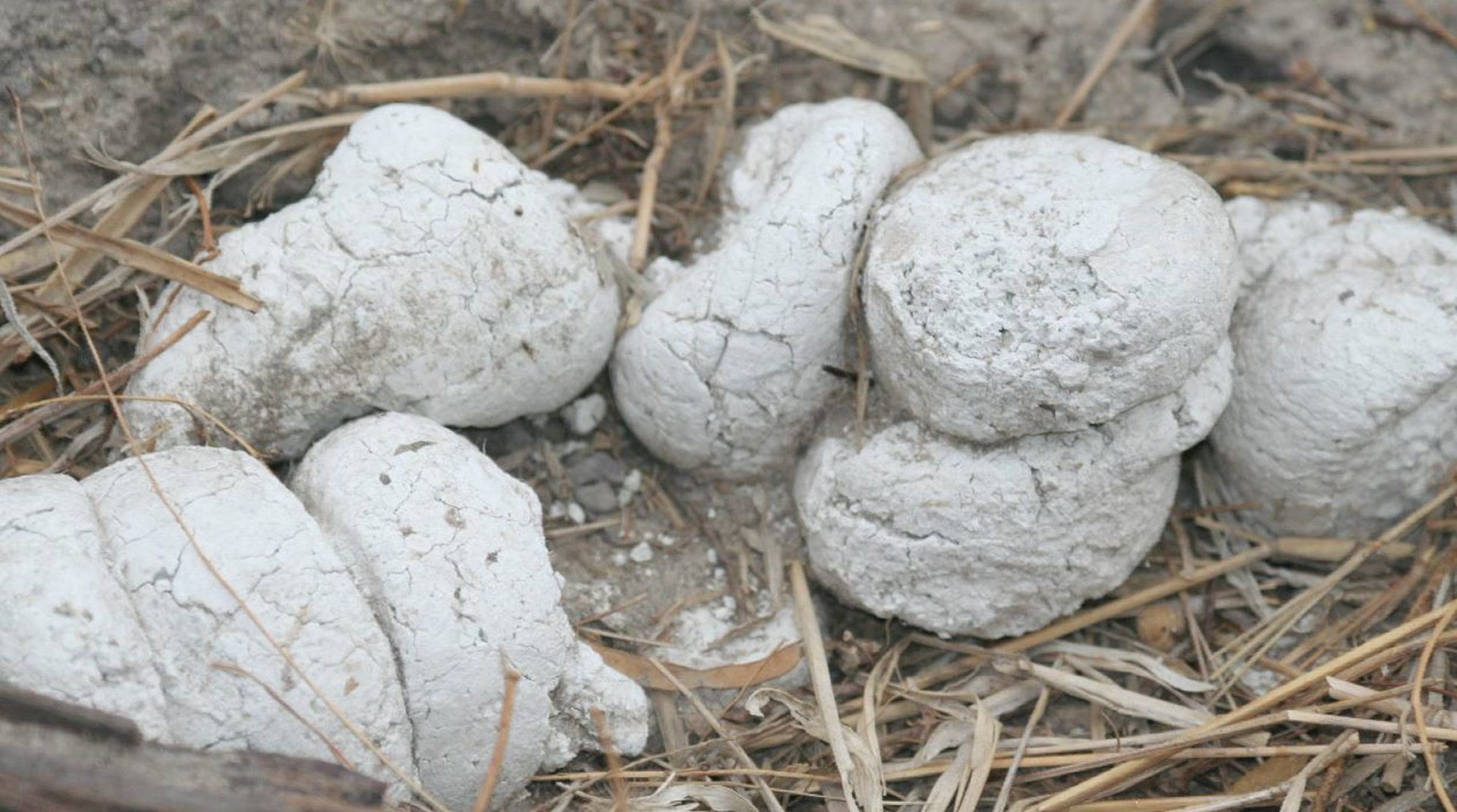 Weird Science: Hyena Poop Smithsonian Magazine