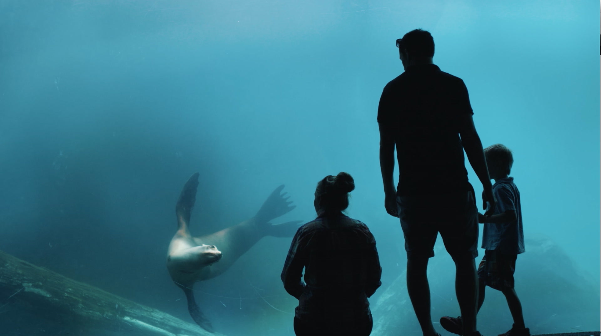 This Prototype for a Robotic Flipper Was Inspired by Sea Lions ...