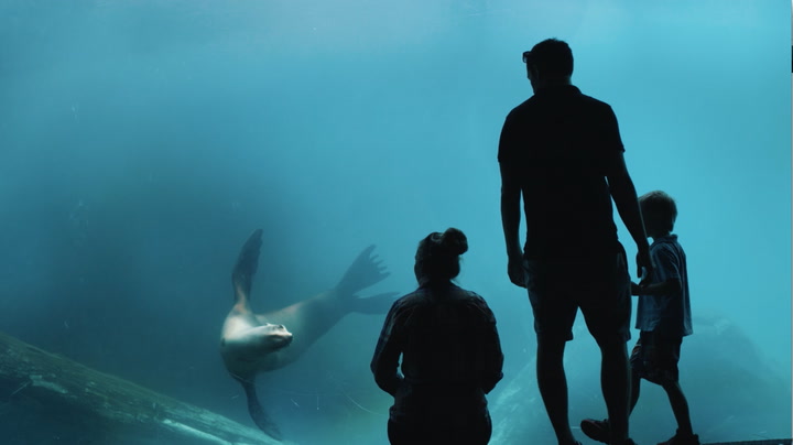This Prototype for a Robotic Flipper Was Inspired by Sea Lions ...