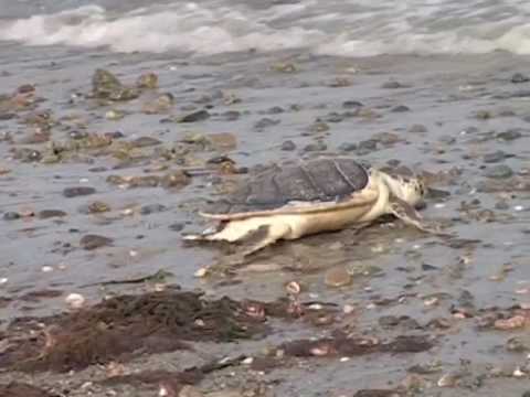 The March of the Turtles Smithsonian Magazine