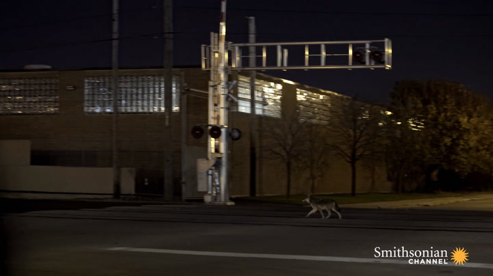 Chicago's Urban Coyotes Are Fascinating Scientists Smithsonian Magazine