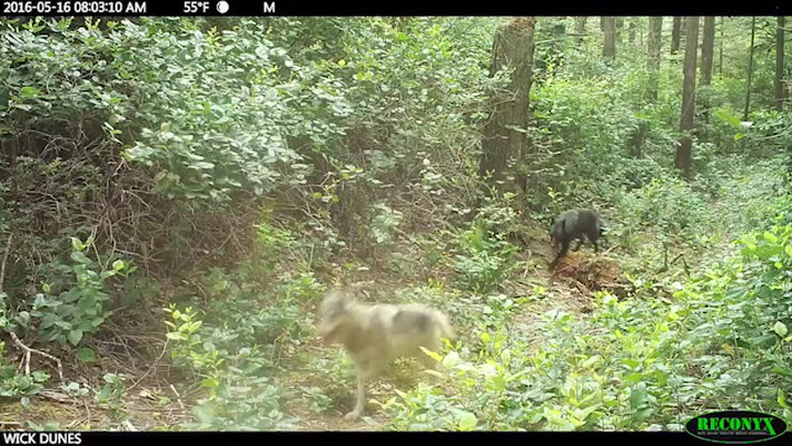 Grey Wolves Smithsonian Magazine