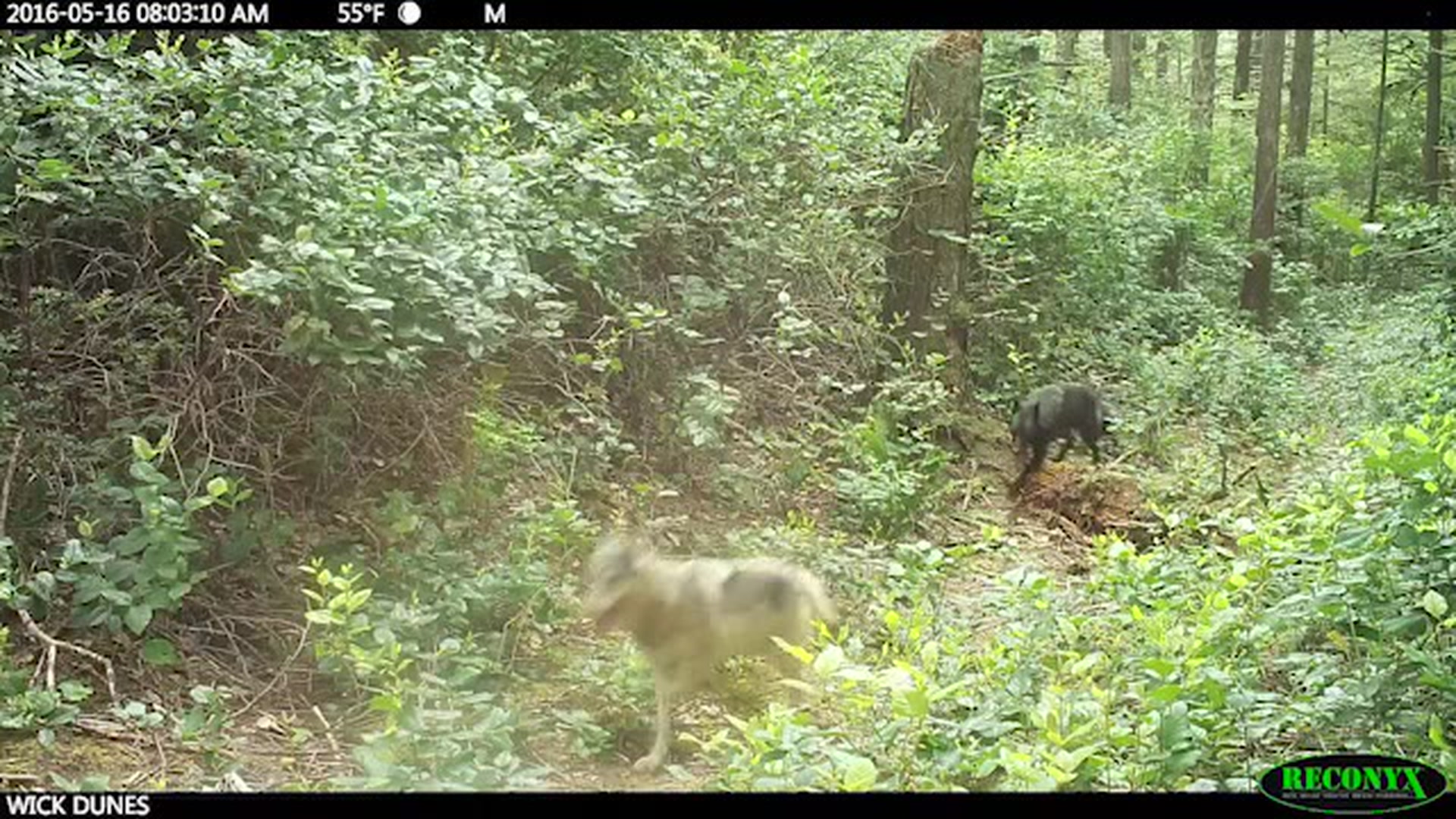 Grey Wolves Smithsonian Magazine