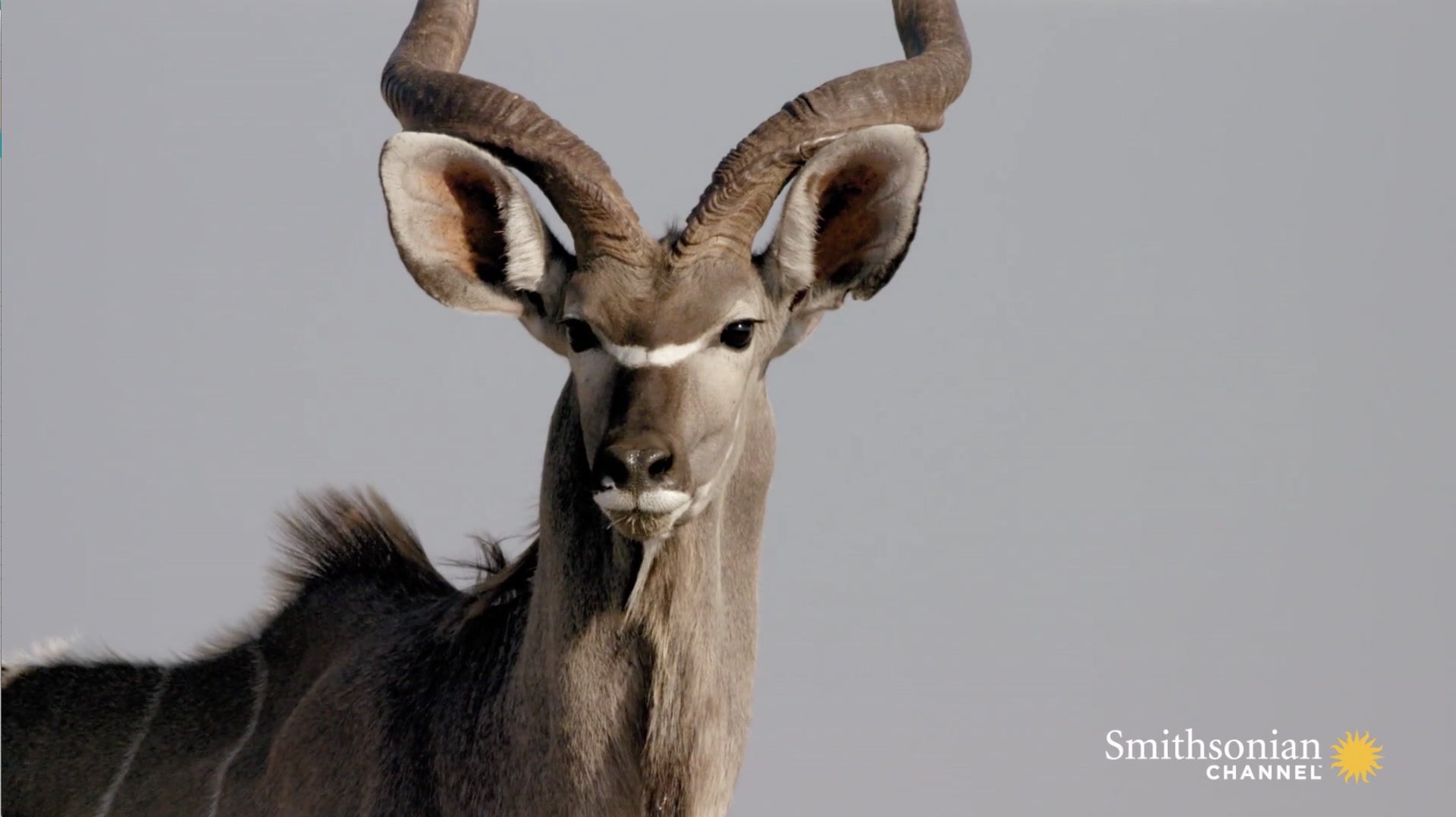 Lioness Uses New Tactics to Take Down a Kudu Smithsonian Magazine