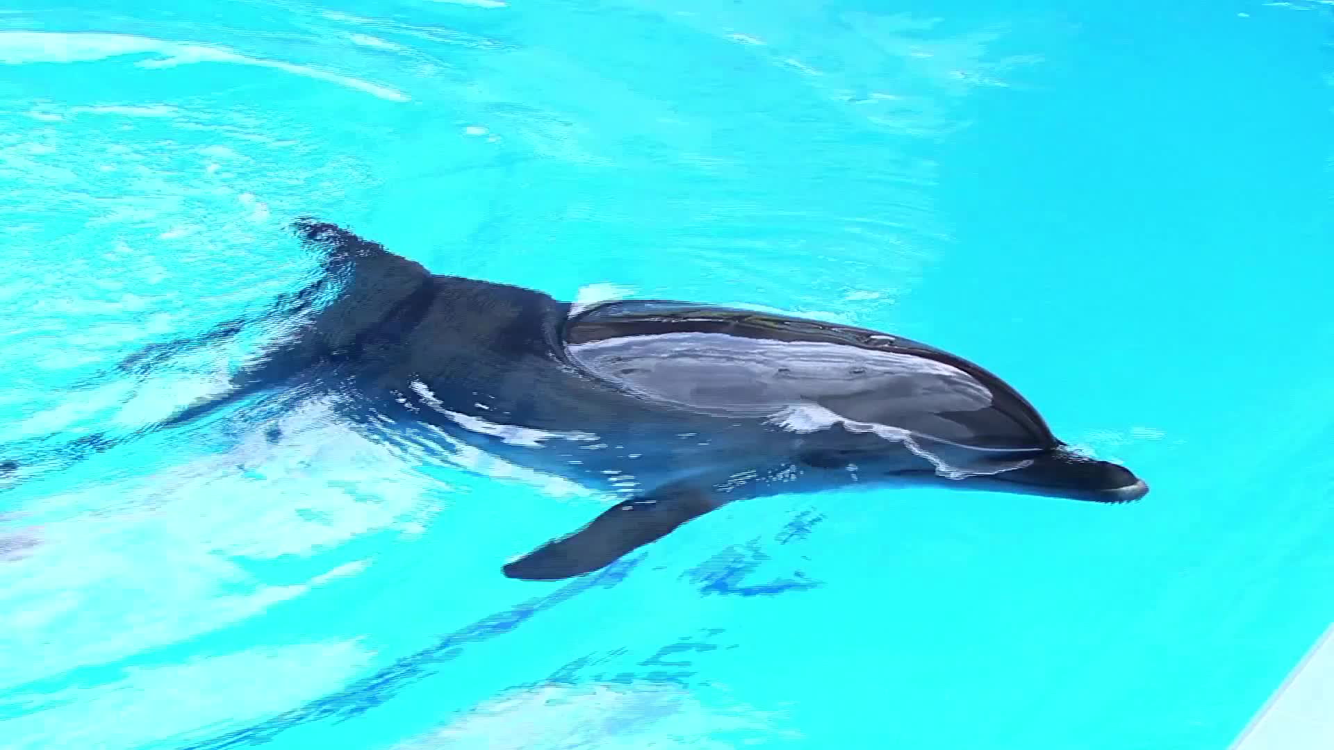 Ask Smithsonian: How Do Dolphins Sleep Without Drowning? Smithsonian ...