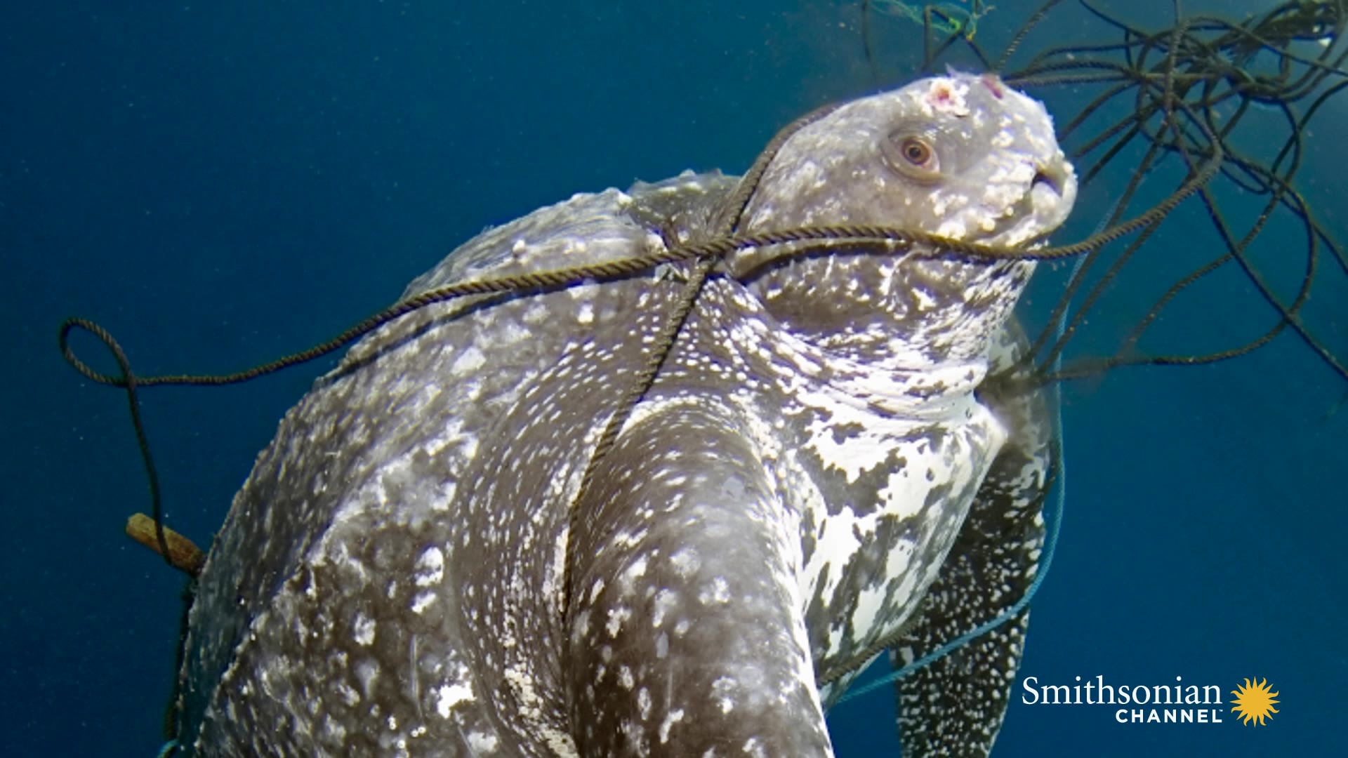 Scientists Go on a Mission to Save Sea Turtles Smithsonian Magazine
