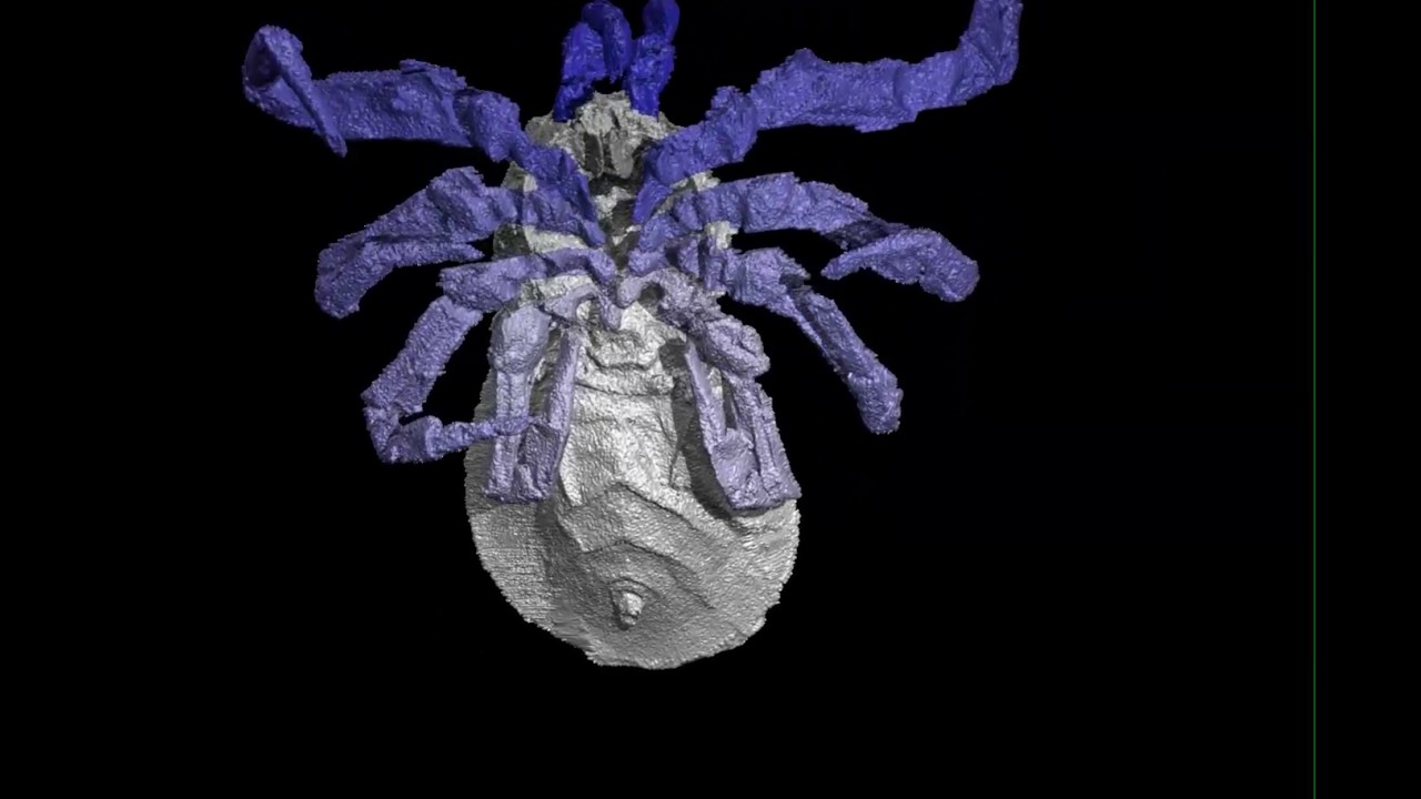 Ambushed by a Prehistoric Spider Smithsonian Magazine